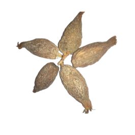 West African Alligator Pepper (Melegueta Pepper / Aframomum melegueta ...